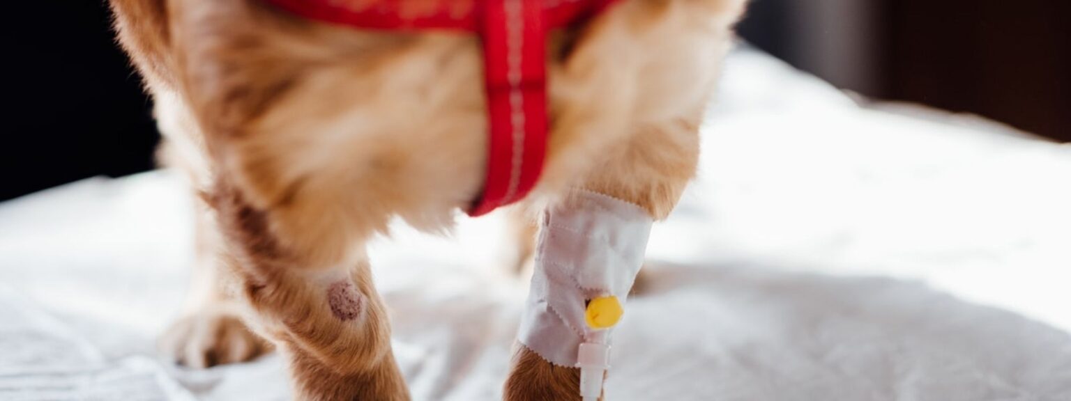Knee Injuries In Dogs Wellington Veterinary Hospital knee-injuries-in-dogs-wellington-veterinary-hospital