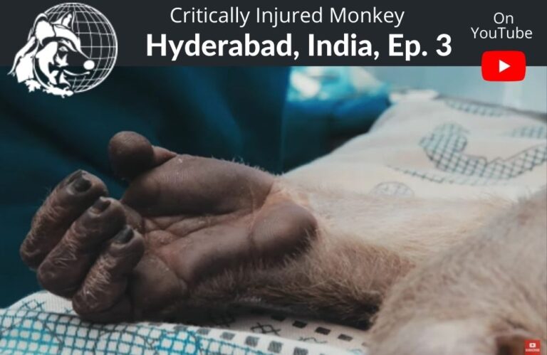 India Ep. #3: Critically Injured Monkey | Dr. Cliff Worldwide Vet